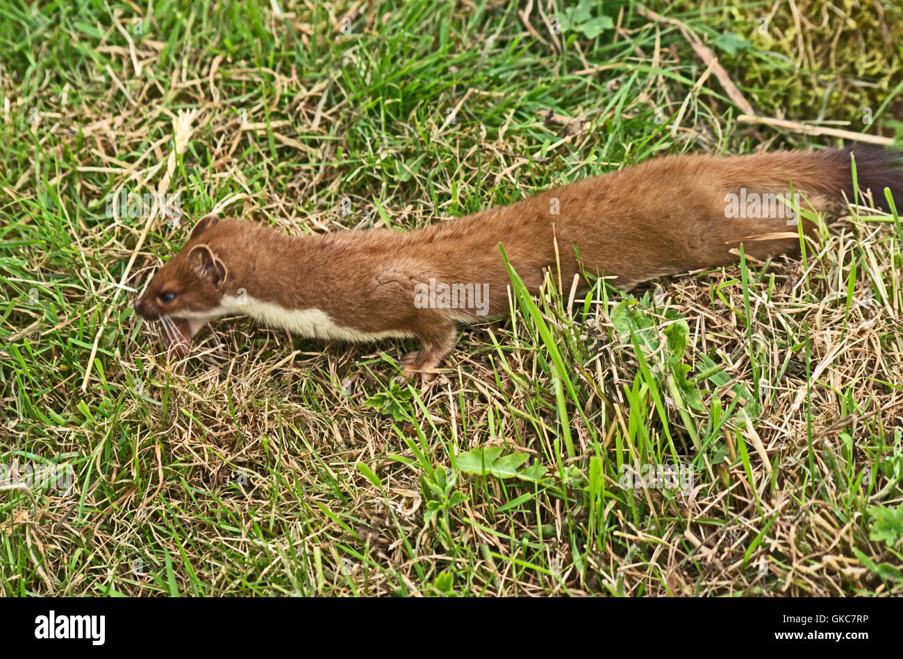 Stoat, Mustela Erminea, Captive Stock Photo - Alamy