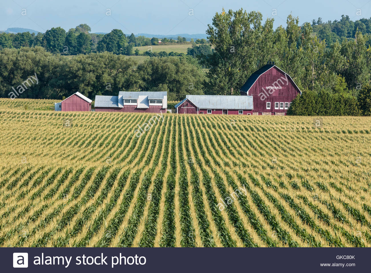 Barn With Corn Field High Resolution Stock Photography and Images - Alamy