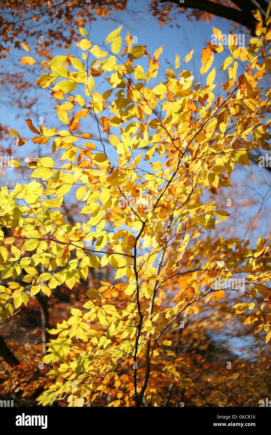 Brightly sun lit yellow leaf tree. Autumn season in Nikko, Japan. Blue ...