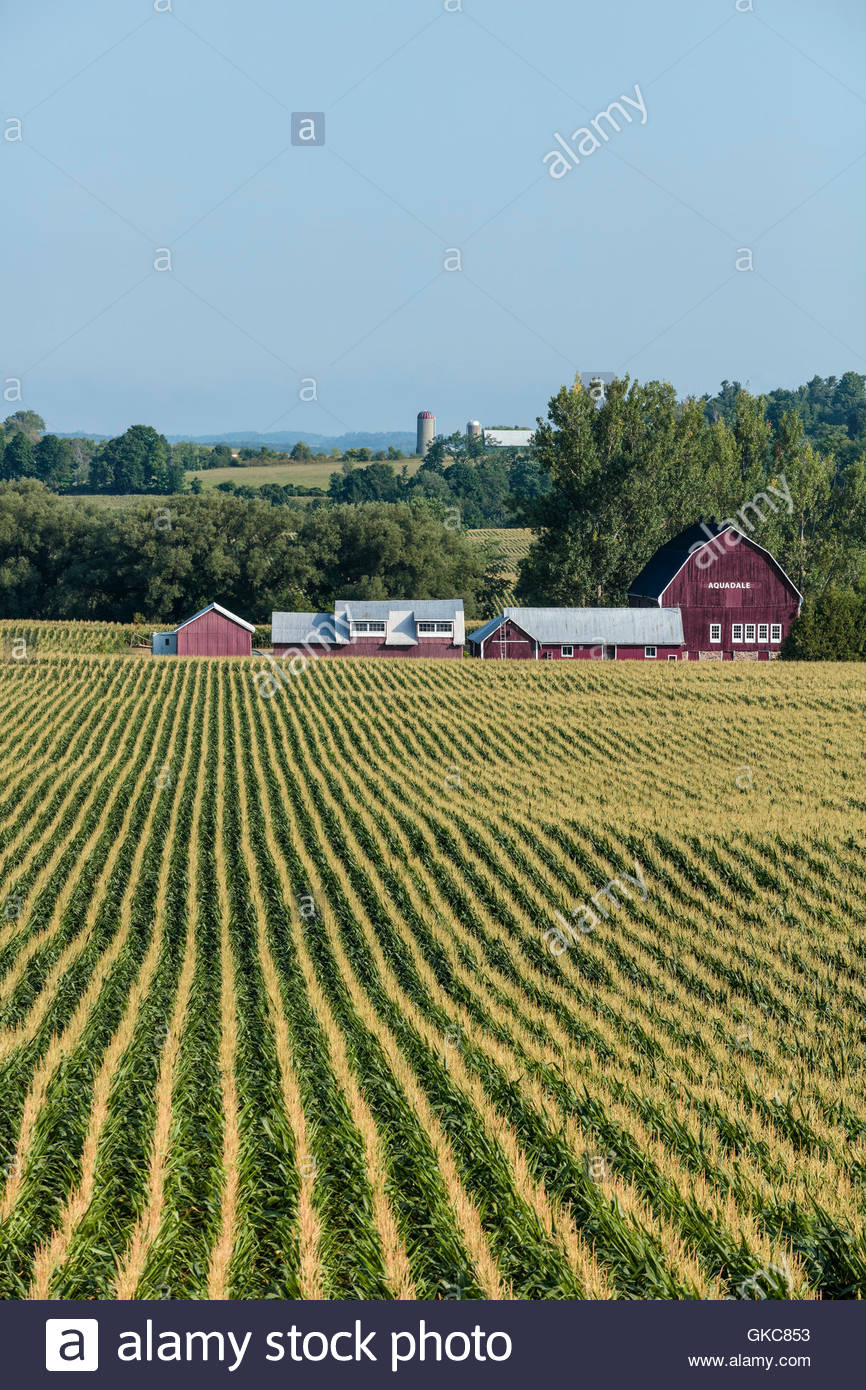 Barn With Corn Field High Resolution Stock Photography and Images - Alamy