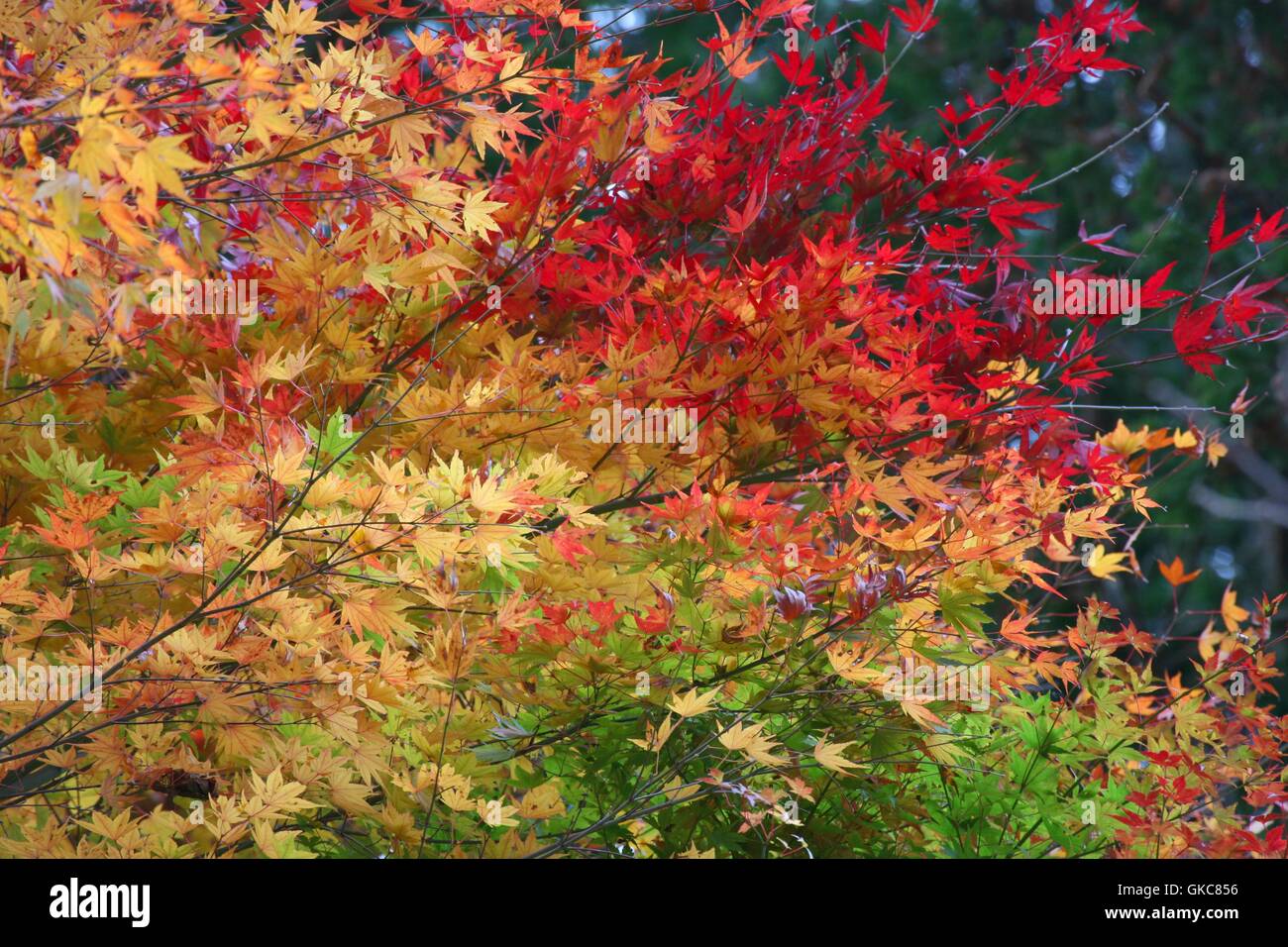 Autumn: red, orange, yellow and green leaves on branches in Chichibu ...