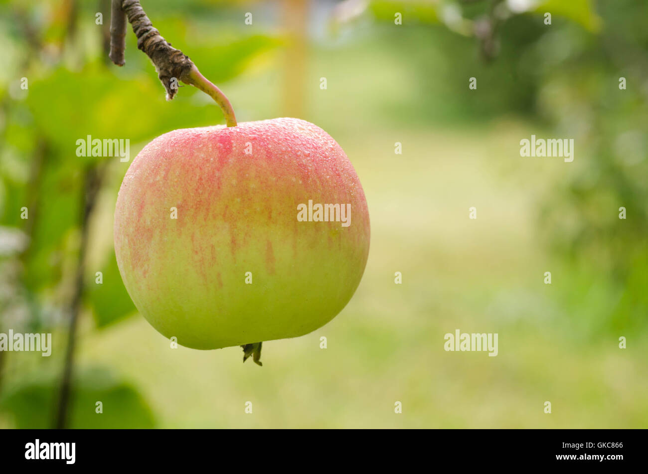 Ripe apple orchard hi-res stock photography and images - Alamy