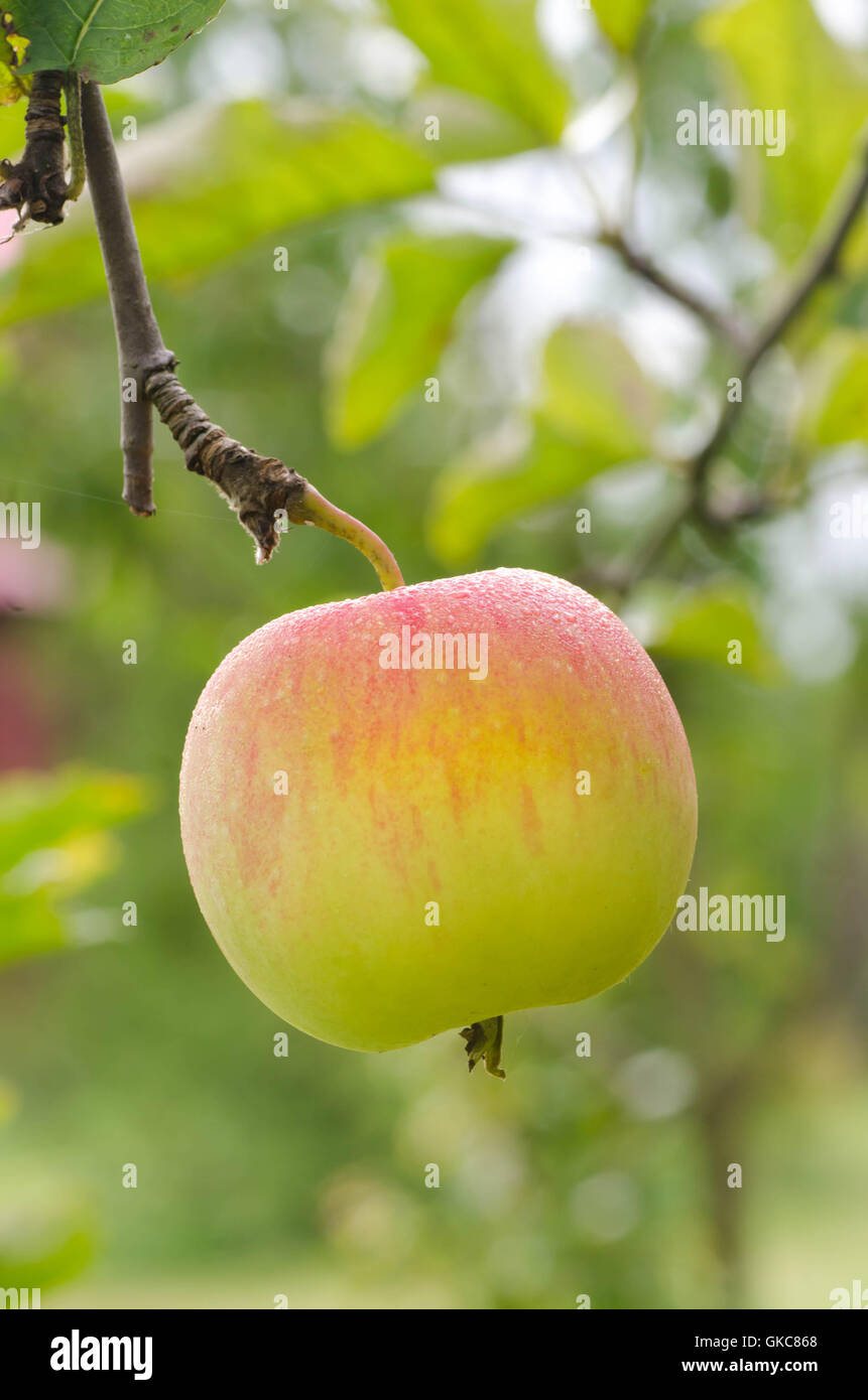 ripe apple on branch in orchard Stock Photo - Alamy