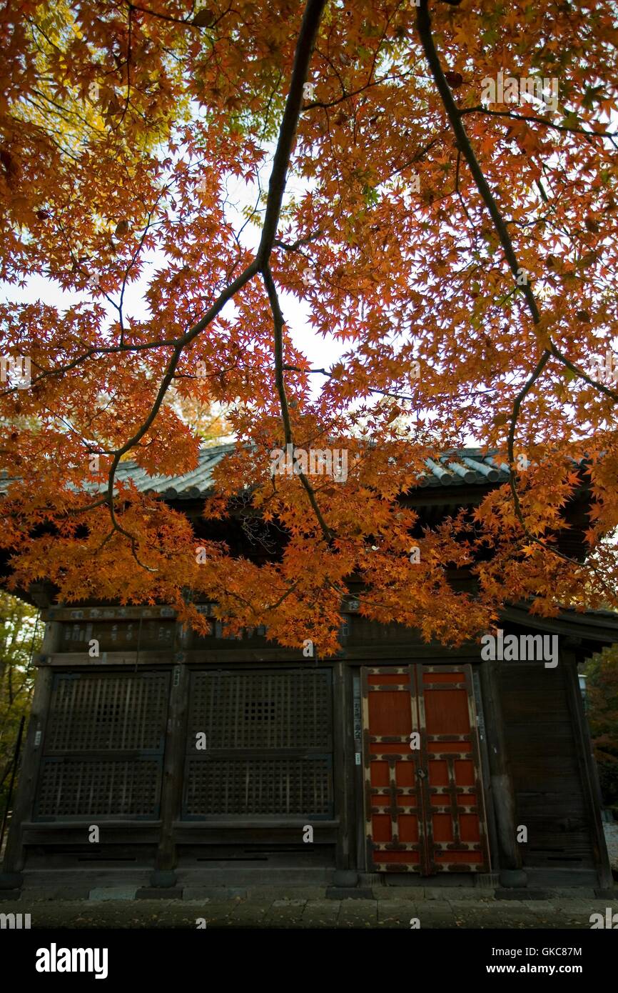 Autumn: orange, yellow and green leaf trees in the grounds of the ...