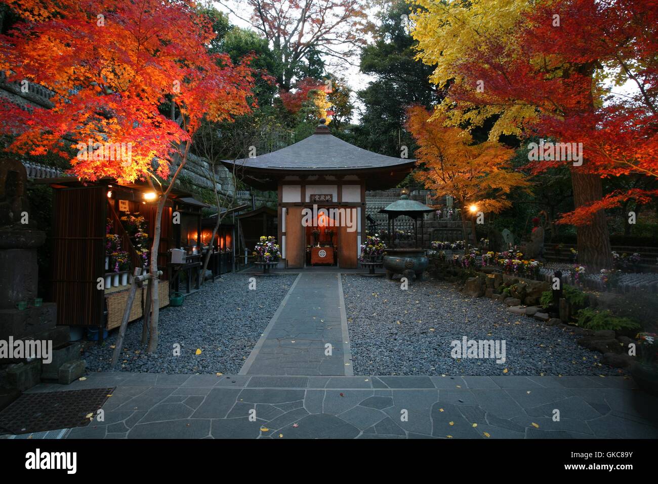 Autumn: orange & red leaf trees in Hasedera Temple in Kamakura, lit at ...