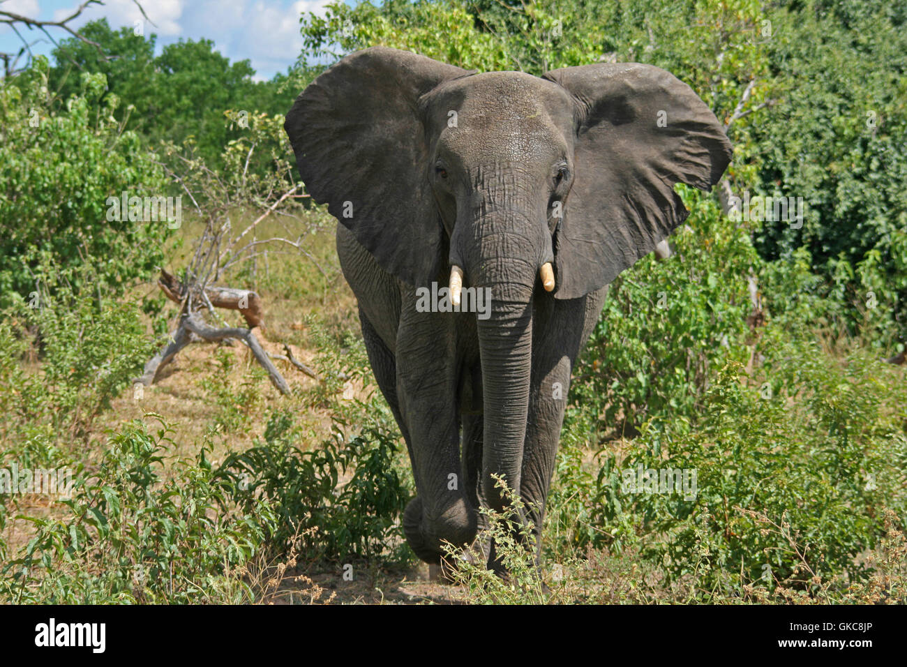 Bull elephant running hi-res stock photography and images - Alamy