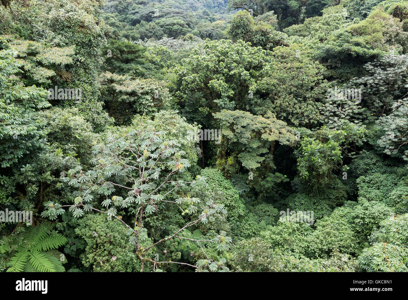 Rainforest canopy hi-res stock photography and images - Alamy