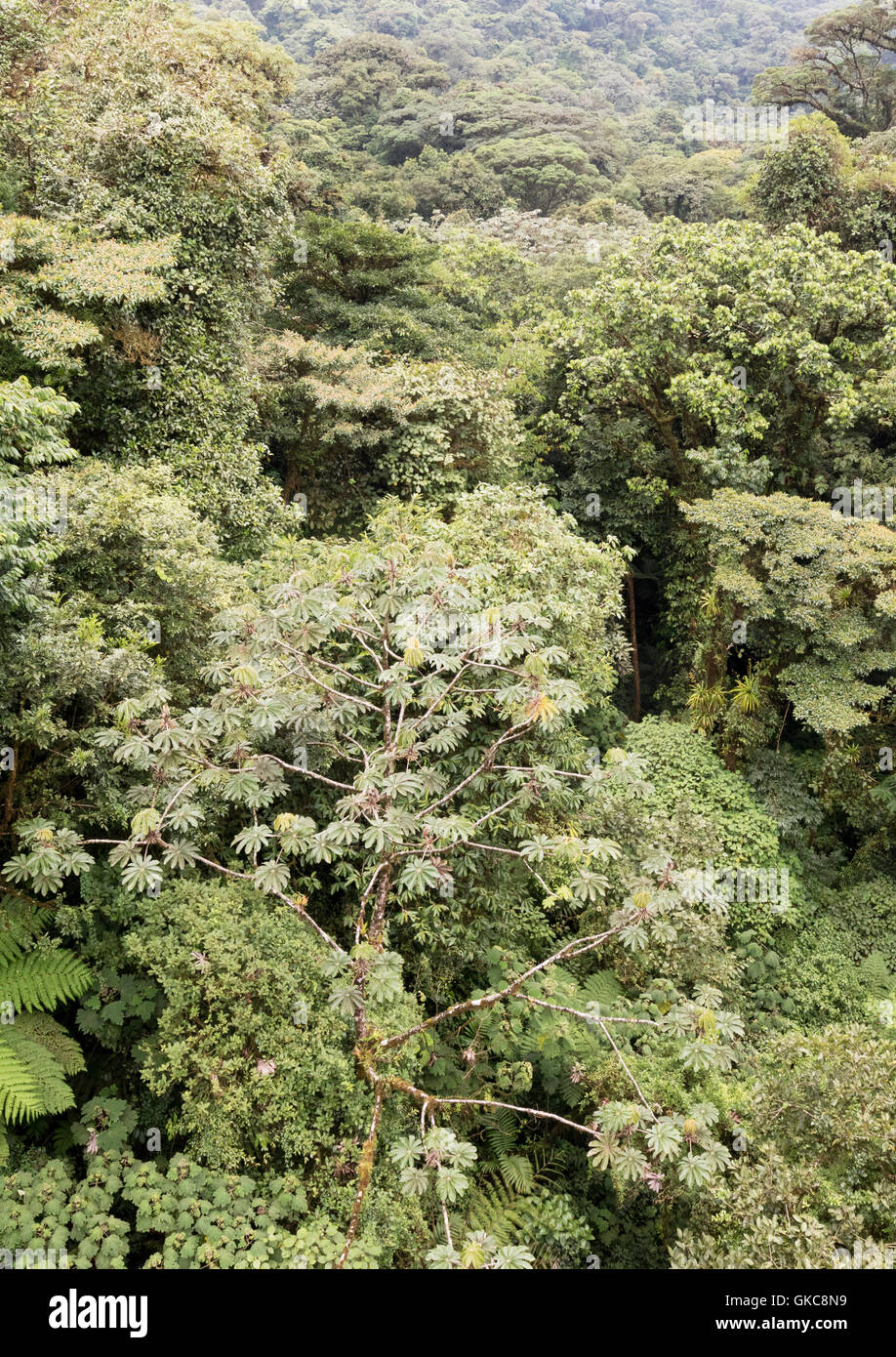 Rainforest canopy, Monteverde, Costa Rica Central America Stock Photo ...