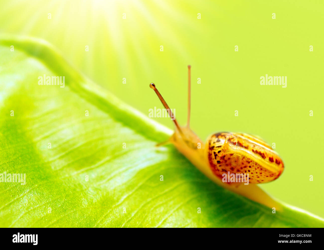leaf summer summerly Stock Photo - Alamy