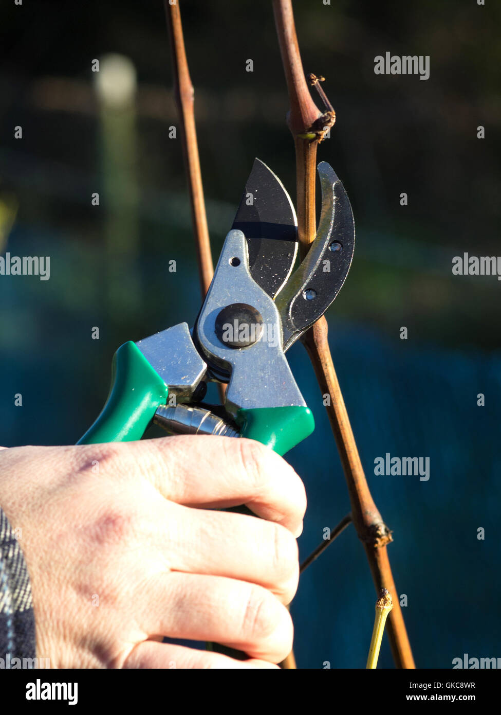 Tree Lopper High Resolution Stock Photography and Images - Alamy