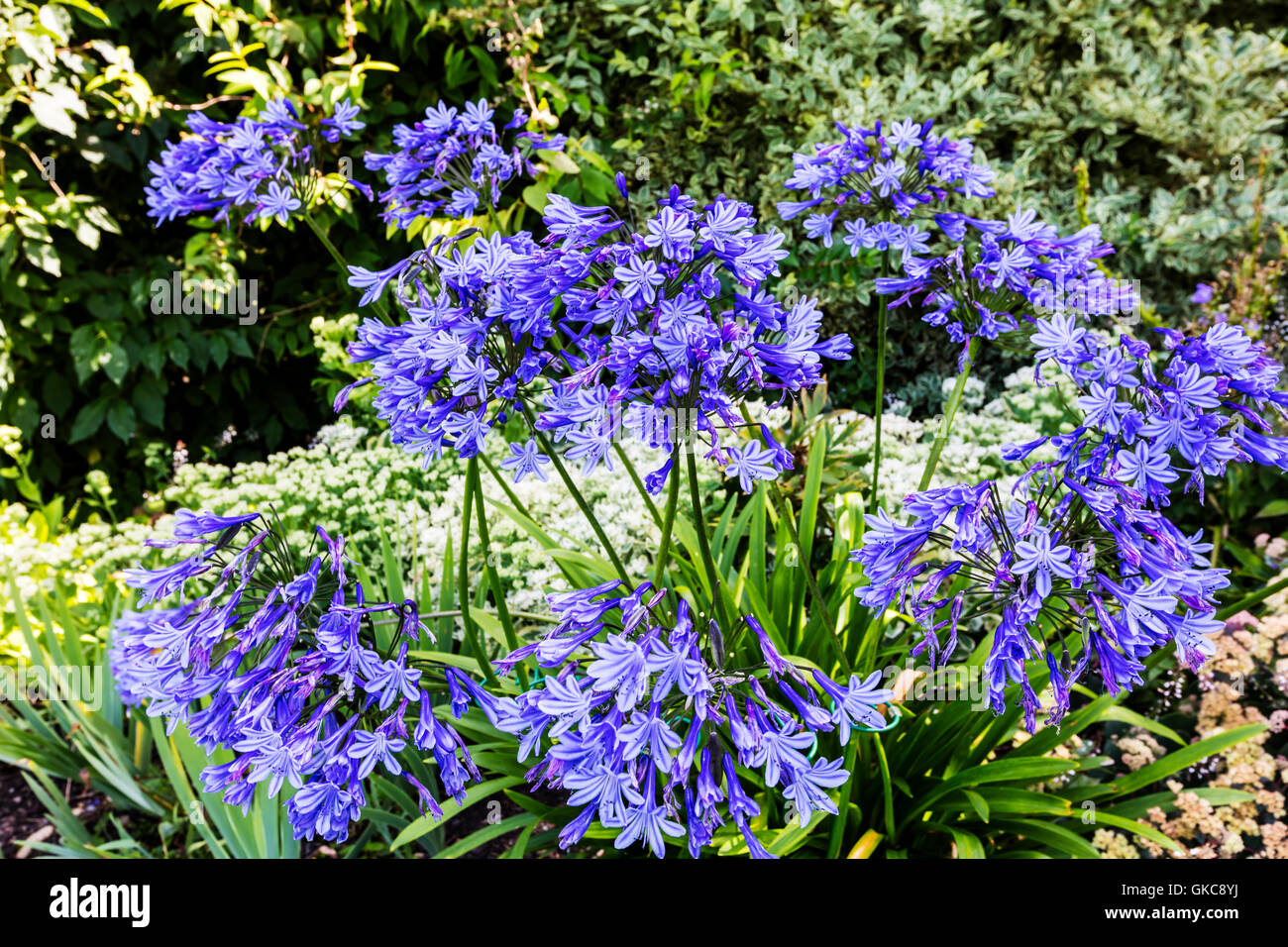 Agapanthus hi-res stock photography and images - Alamy
