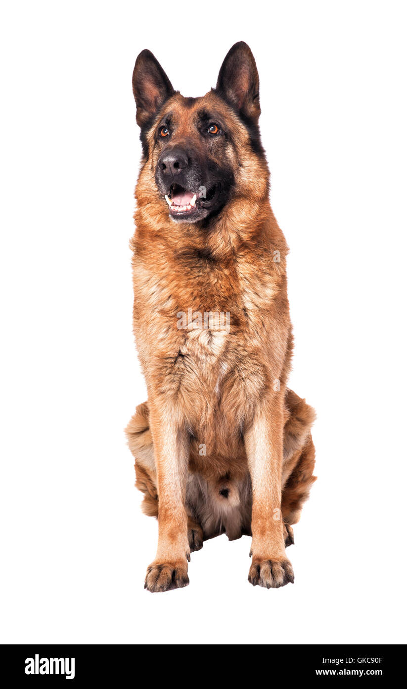 isolated guard dog Stock Photo - Alamy