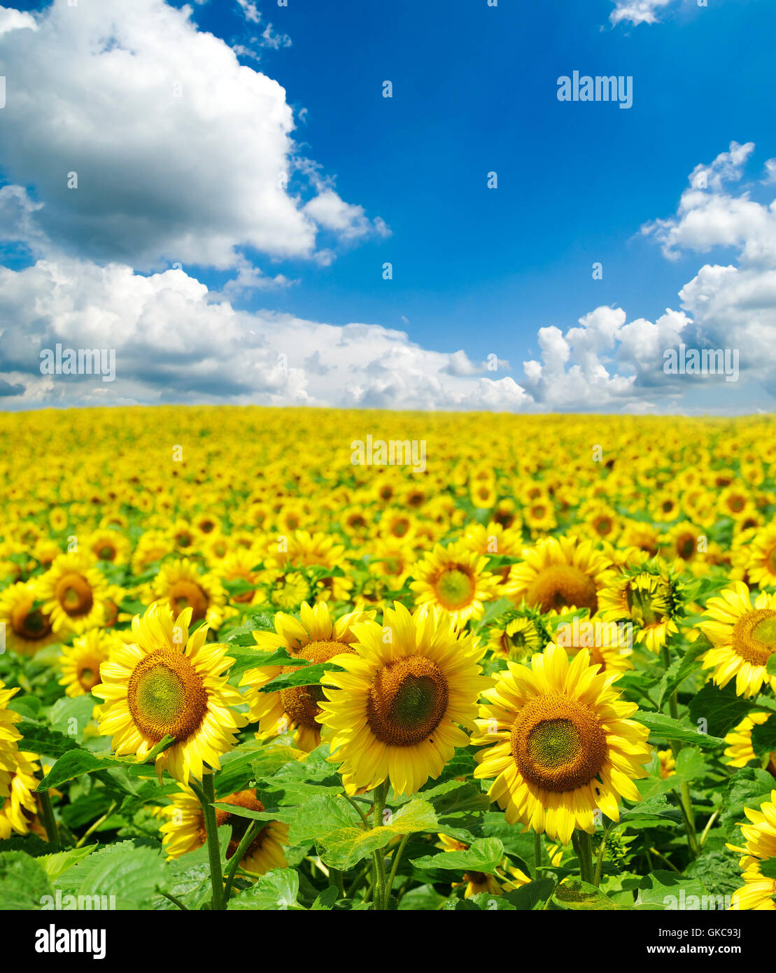 Blue culture hi-res stock photography and images - Alamy