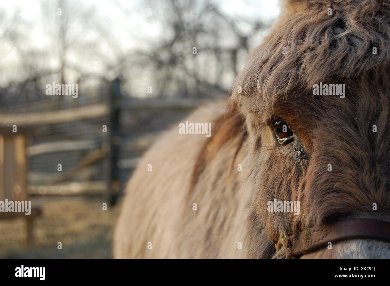 Donkey eye hi-res stock photography and images - Alamy