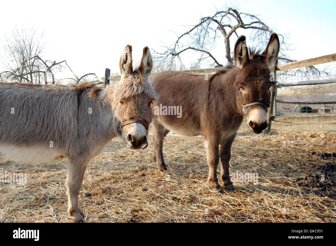 The Donkey Duo Stock Photo - Alamy