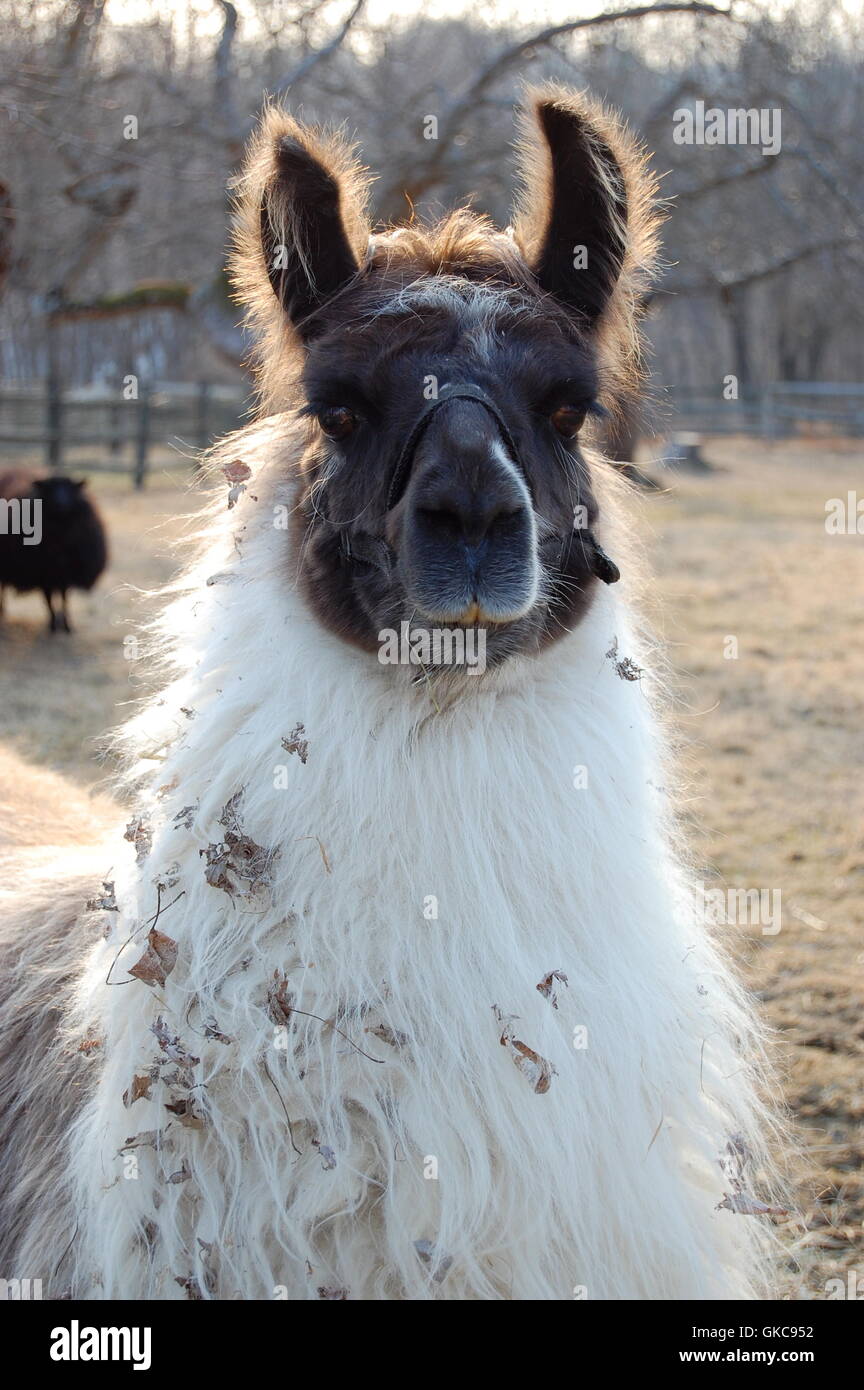 Llama in the Fall Stock Photo - Alamy