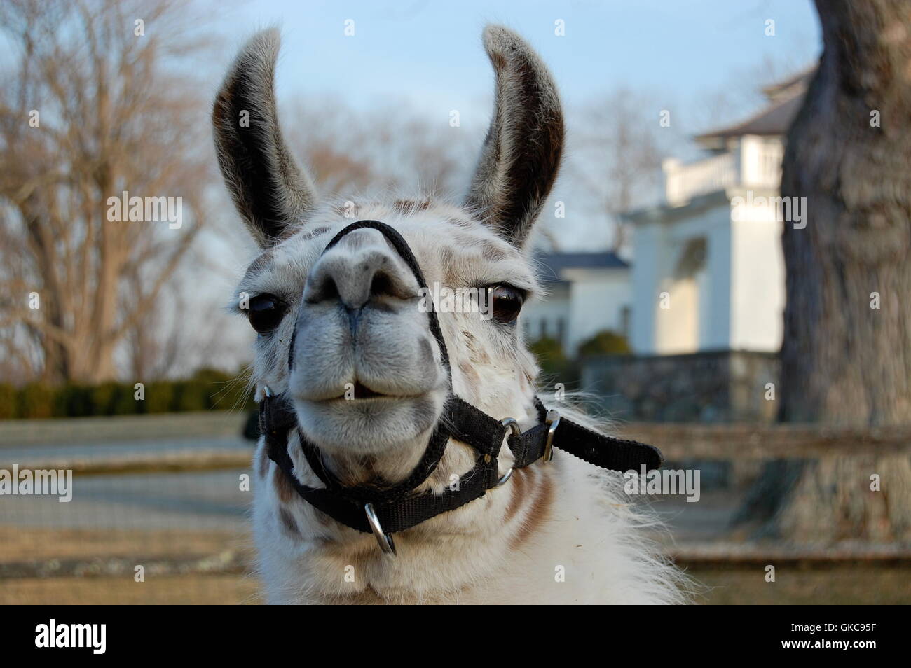 Llama nose hi-res stock photography and images - Alamy