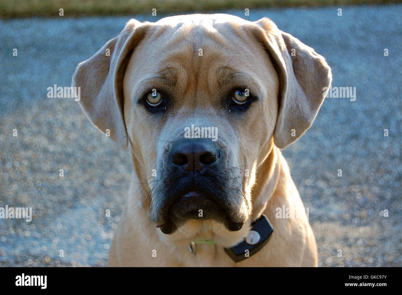 Puppy eyes hi-res stock photography and images - Alamy