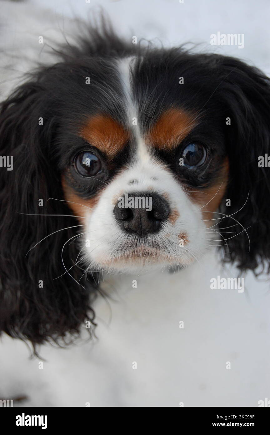 Winston the dog hi-res stock photography and images - Alamy