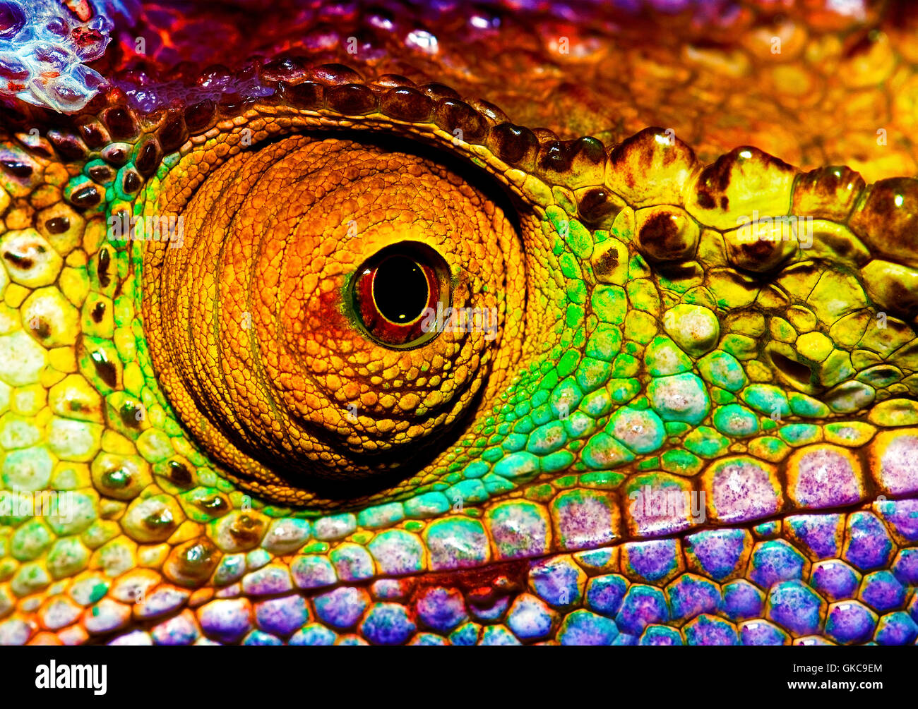 Reptile Eye Close Up