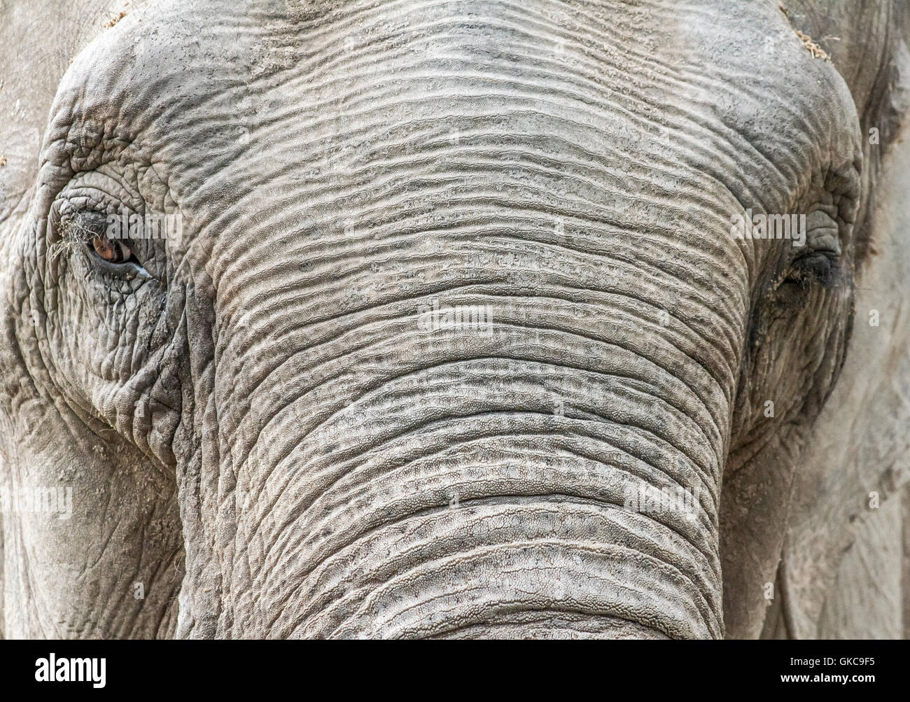 Looking into the face of a Asian Elephant Stock Photo - Alamy