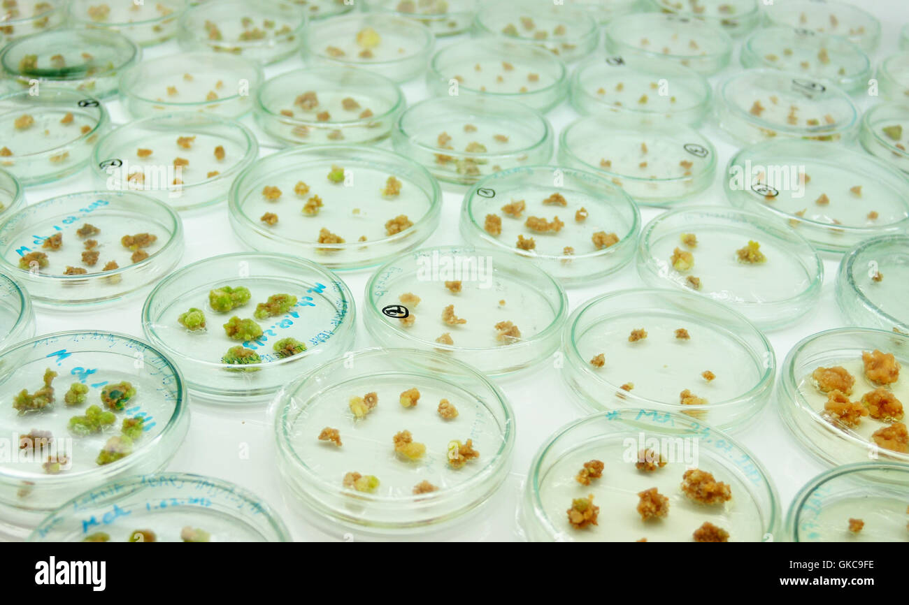 Experiment science hi-res stock photography and images - Alamy