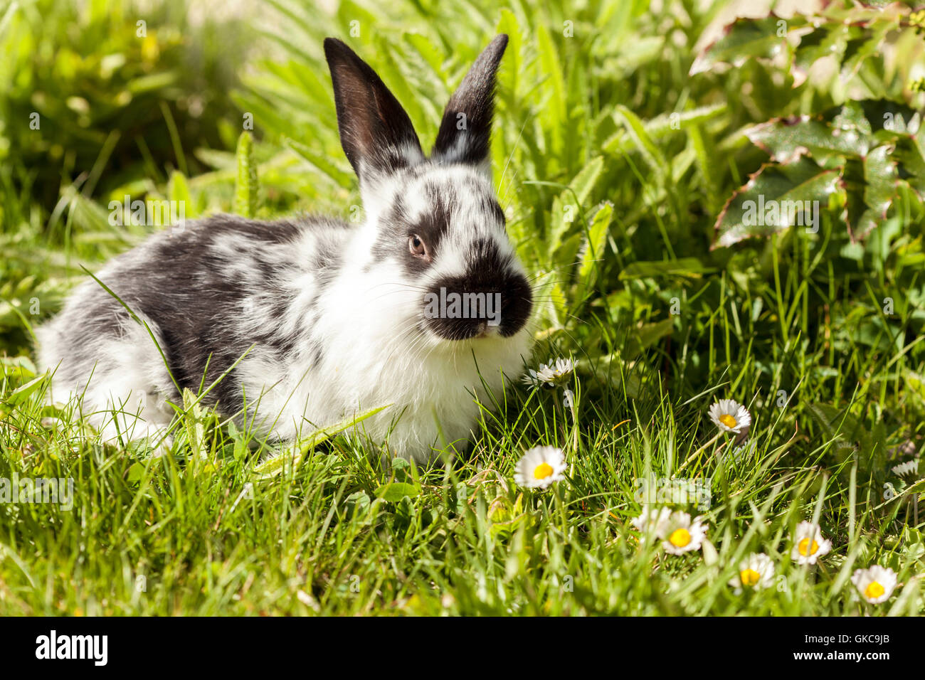 Farm hare hi-res stock photography and images - Alamy