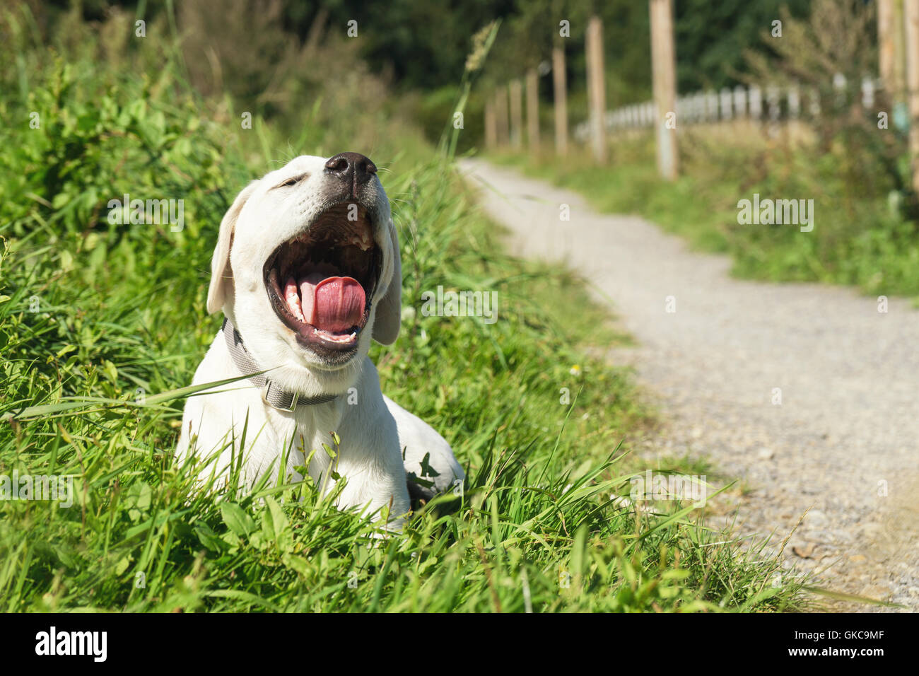 Cute Yawning Puppy