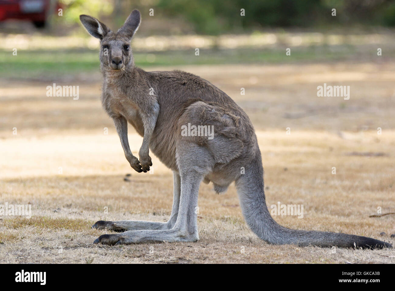 Holiday fauna hi-res stock photography and images - Alamy