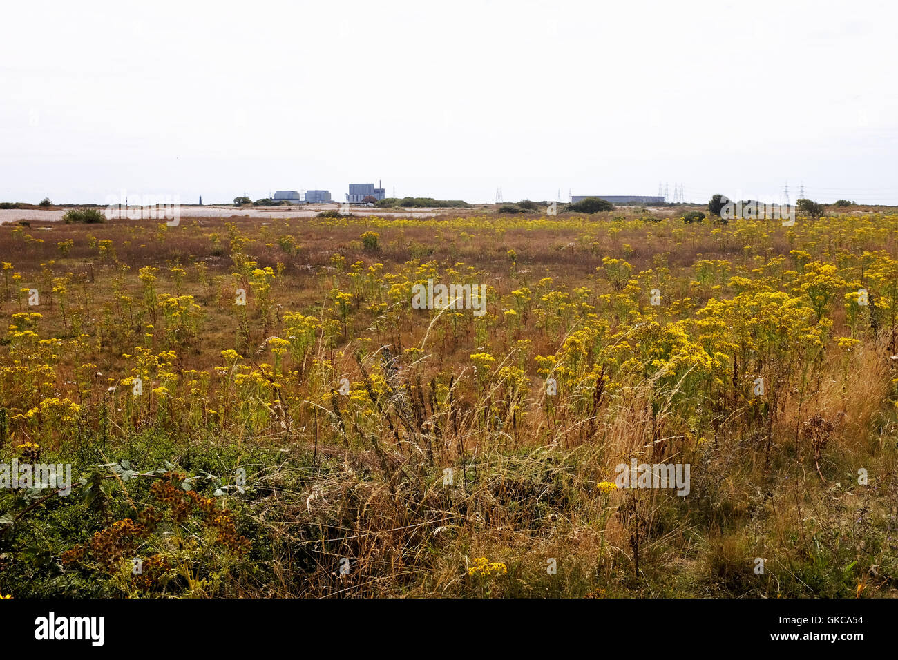 View across Dungeness Kent UK - The RSPB Nature Reserve Stock Photo - Alamy