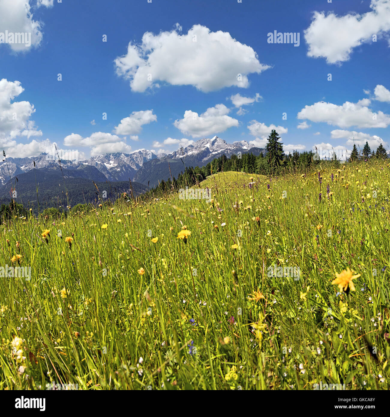 Alpenwiese hi-res stock photography and images - Alamy