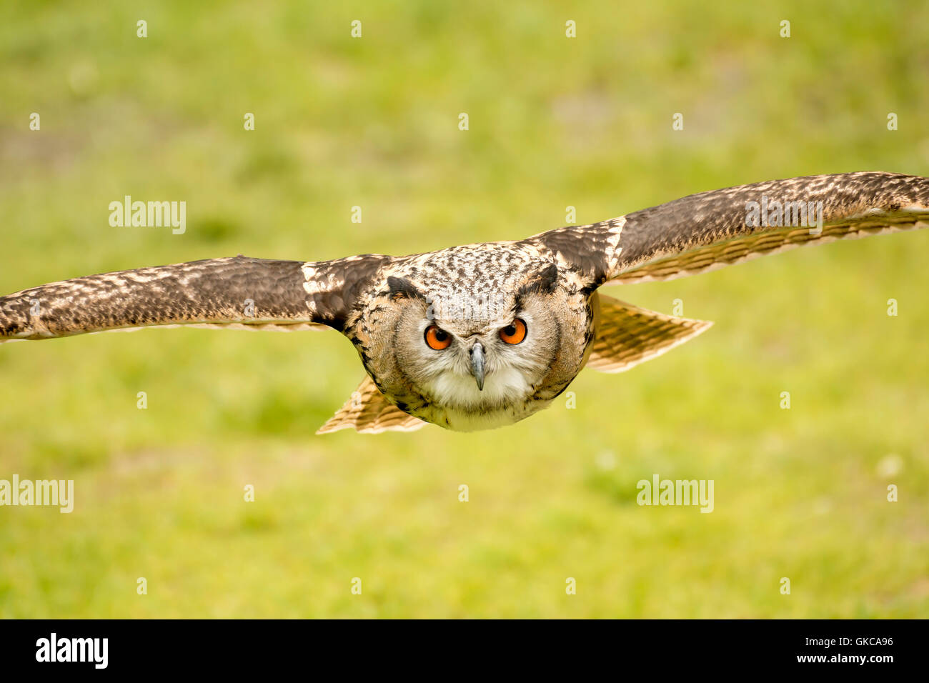 Sage eagle hi-res stock photography and images - Alamy