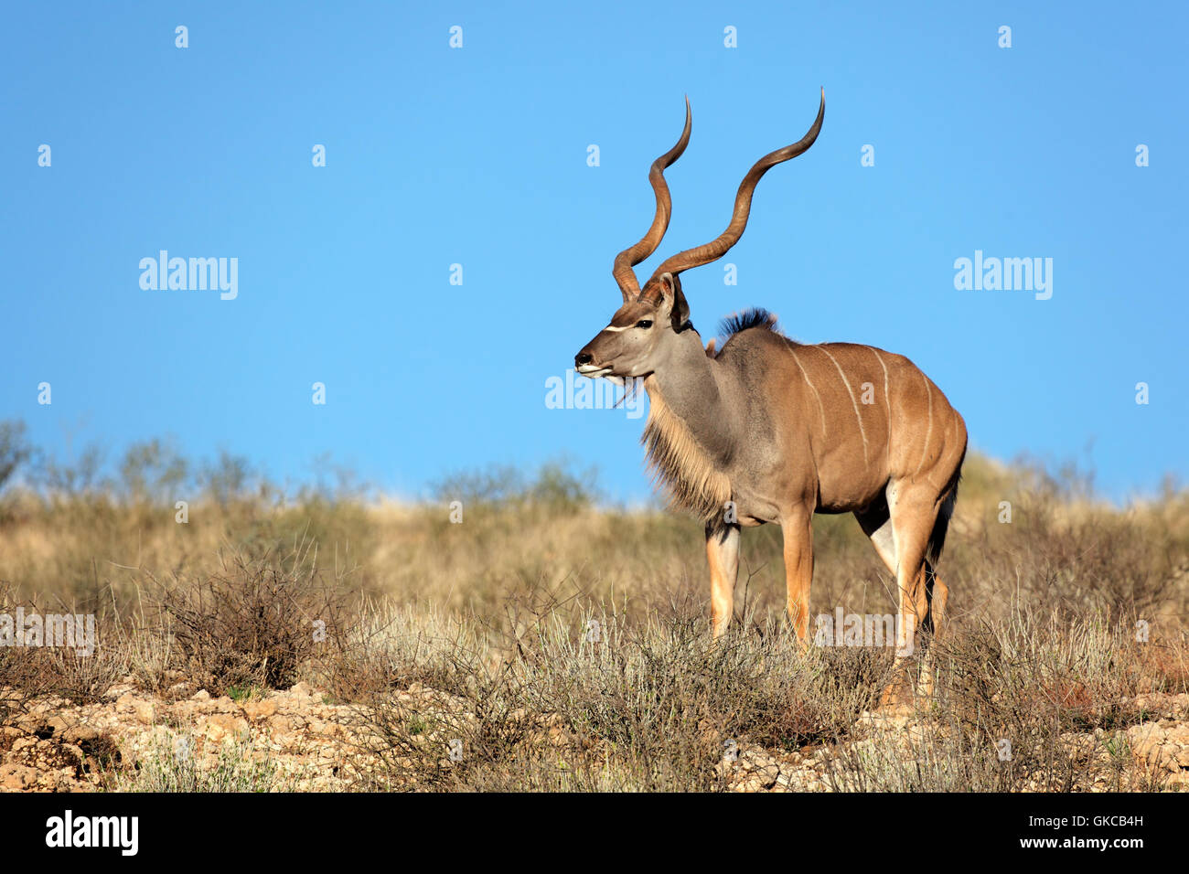 Gracious animal hi-res stock photography and images - Alamy