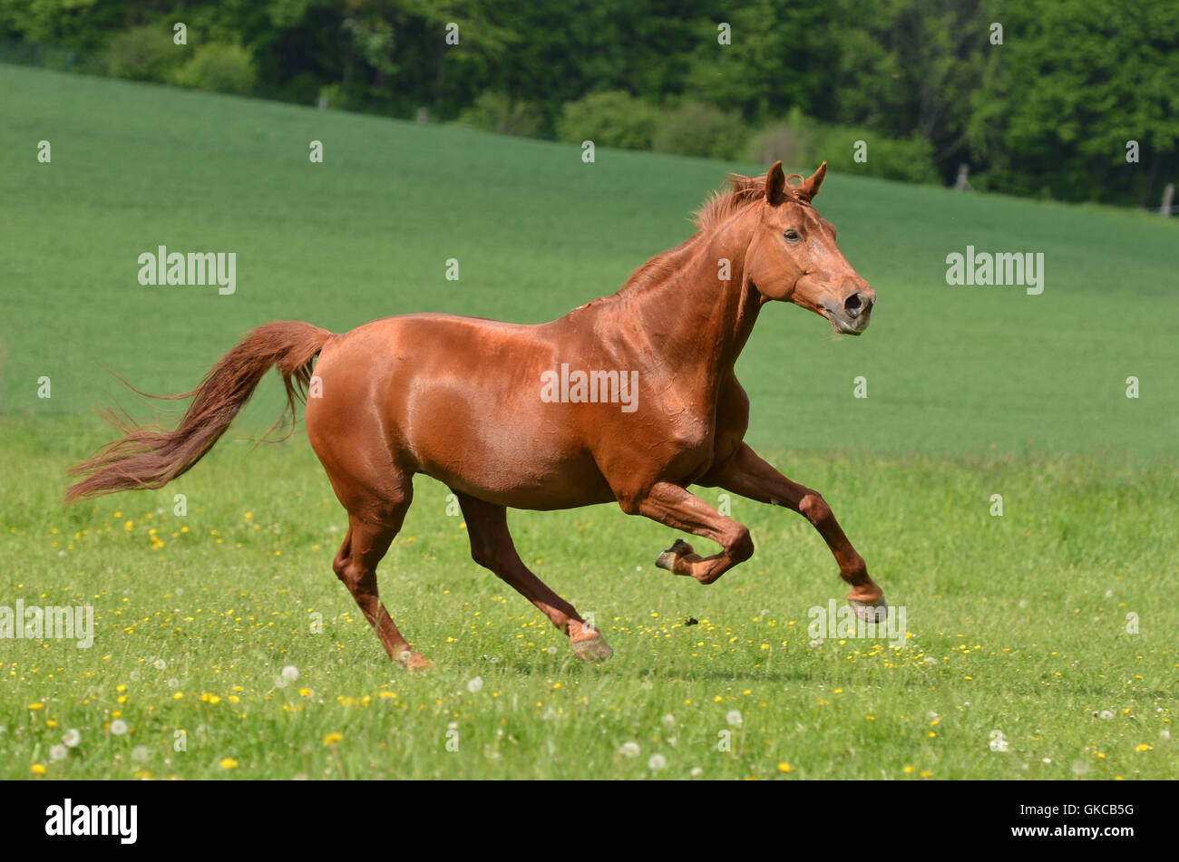 gallop flower meadow fox Stock Photo - Alamy
