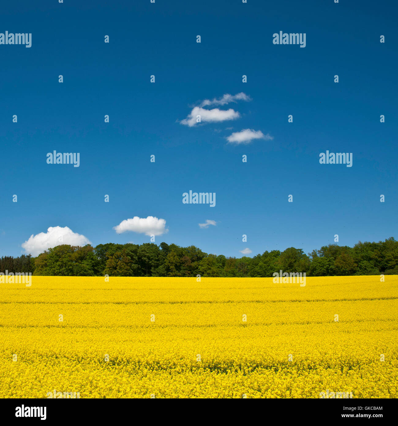 bucolic Rape field summer Stock Photo - Alamy