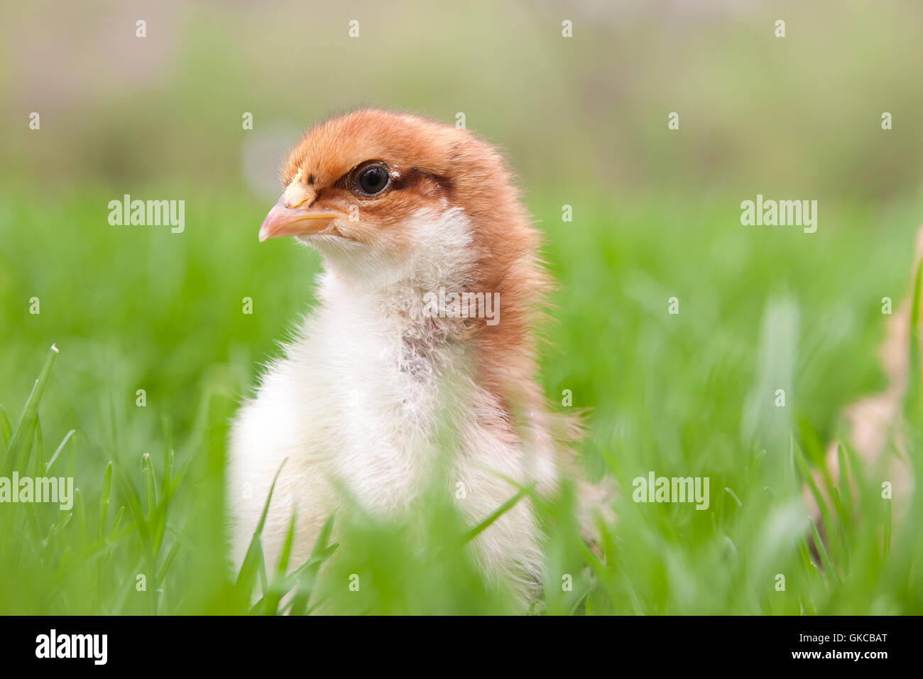 A newly hatched Speckled Sussex chick free ranges on the pasture Stock ...