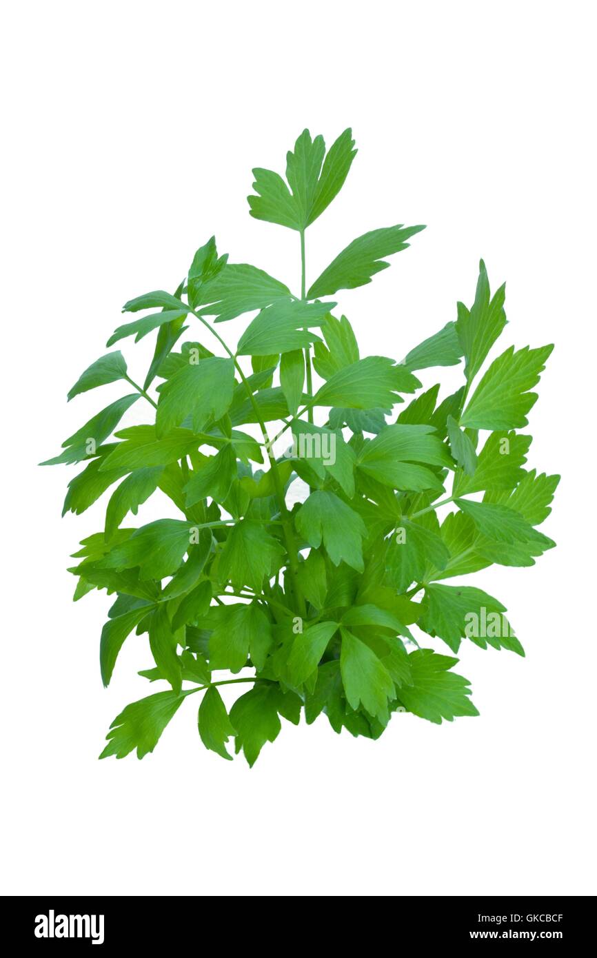 fresh lovage from the herb garden Stock Photo - Alamy