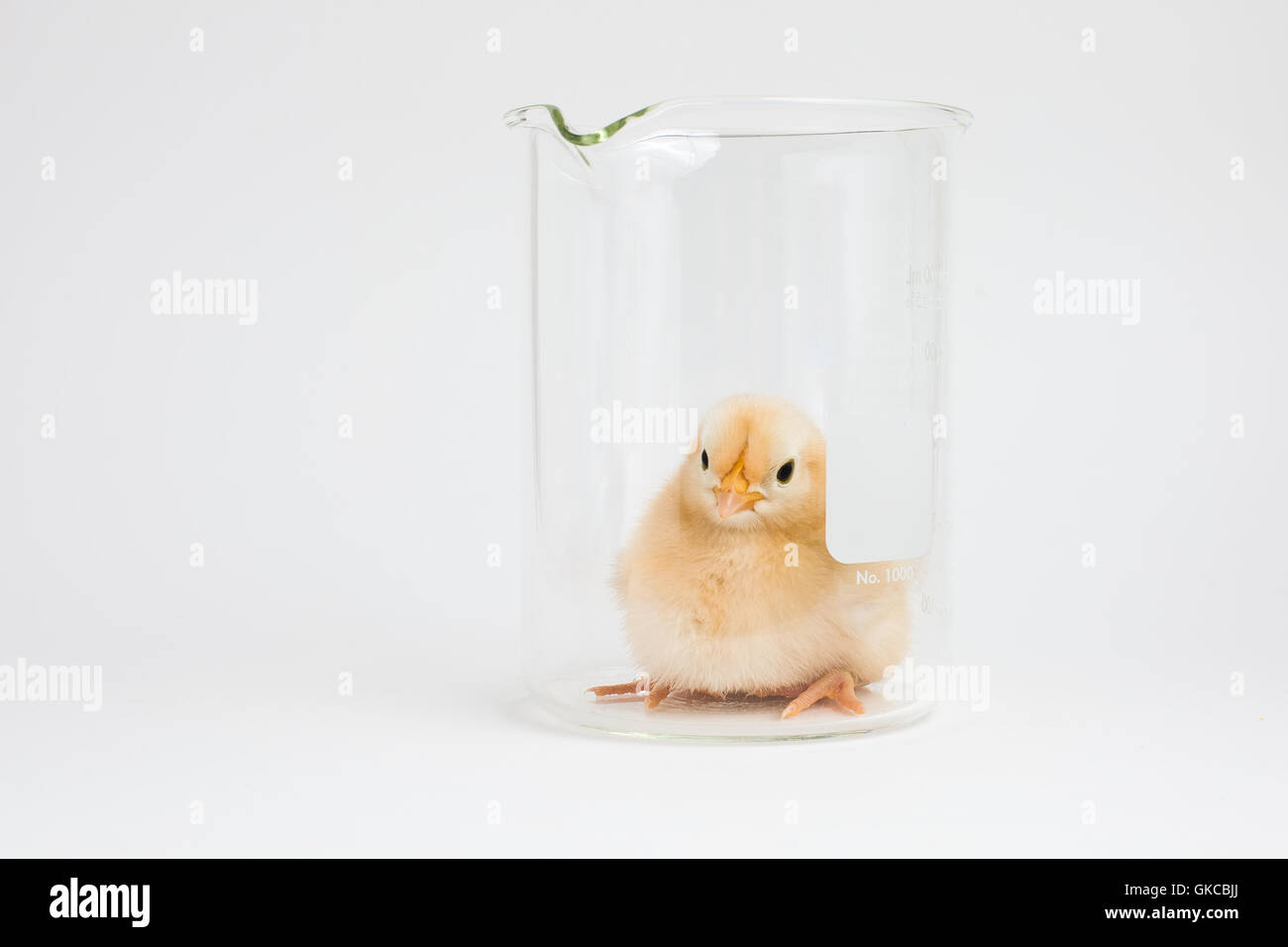 Poultry science hi-res stock photography and images - Alamy
