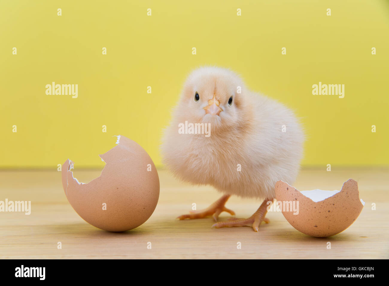 Fuzzy chicken chick hi-res stock photography and images - Alamy