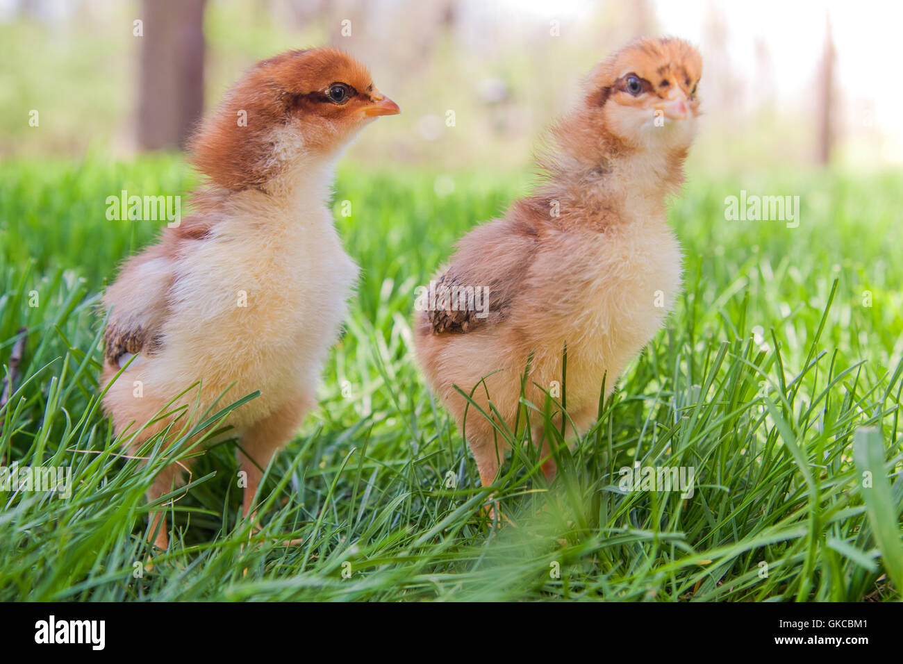 Two fluffy new chicks exploring the grass in the spring Stock Photo - Alamy