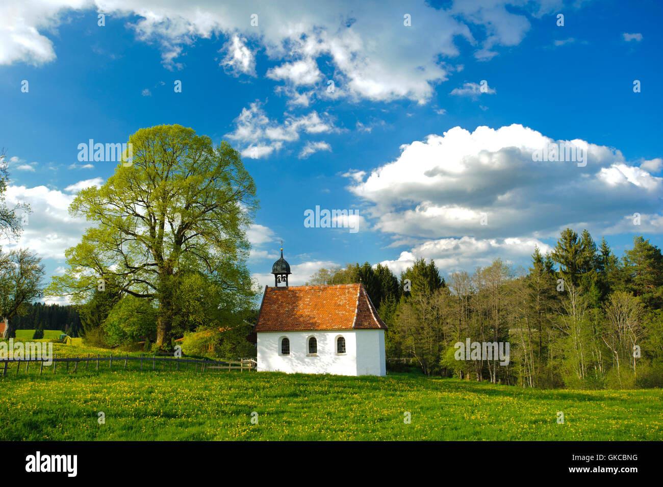 church tree chapel Stock Photo - Alamy