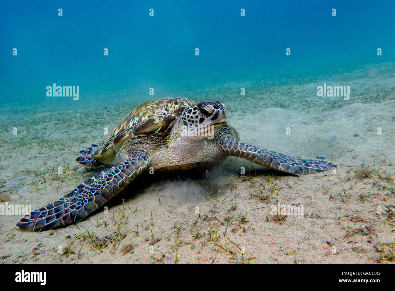 great sea turtle on the bottom of tropical sea Stock Photo - Alamy