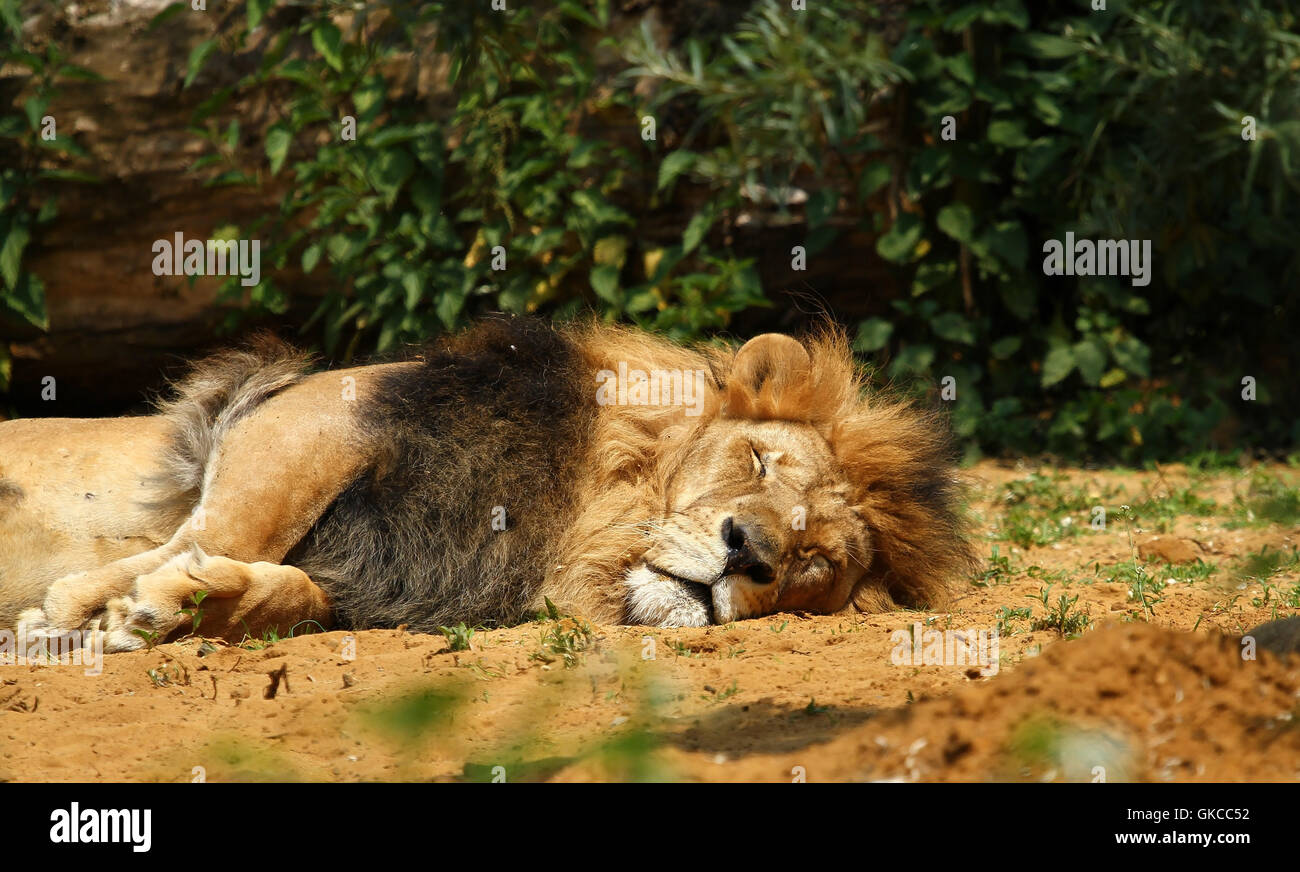 mammal africa sleep Stock Photo - Alamy