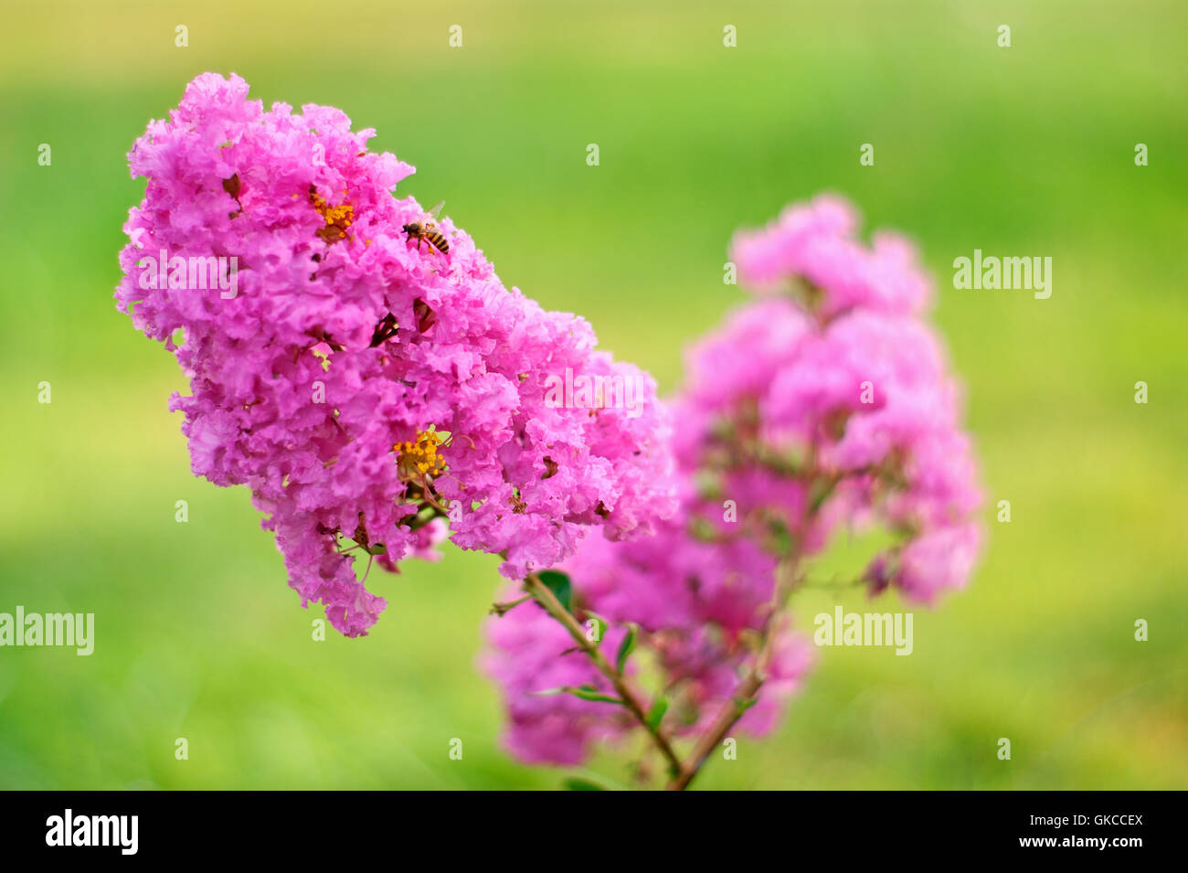 Crape myrtle flower Stock Photo - Alamy