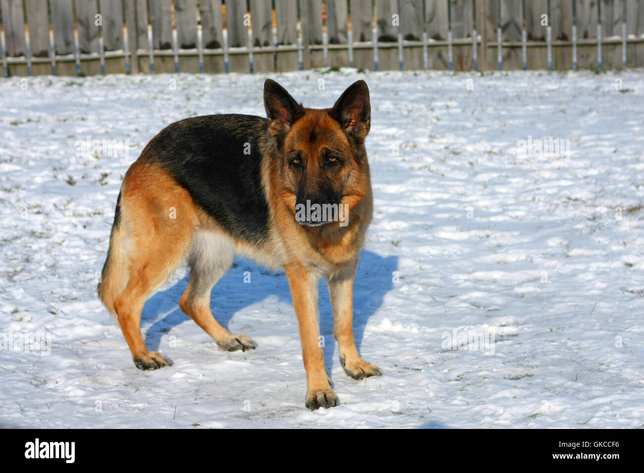 German Shepherd Dog Stock Photo - Alamy