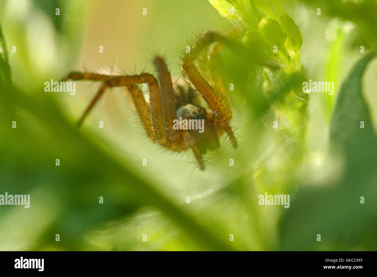 Invertebrate spider funnel web hi-res stock photography and images - Alamy