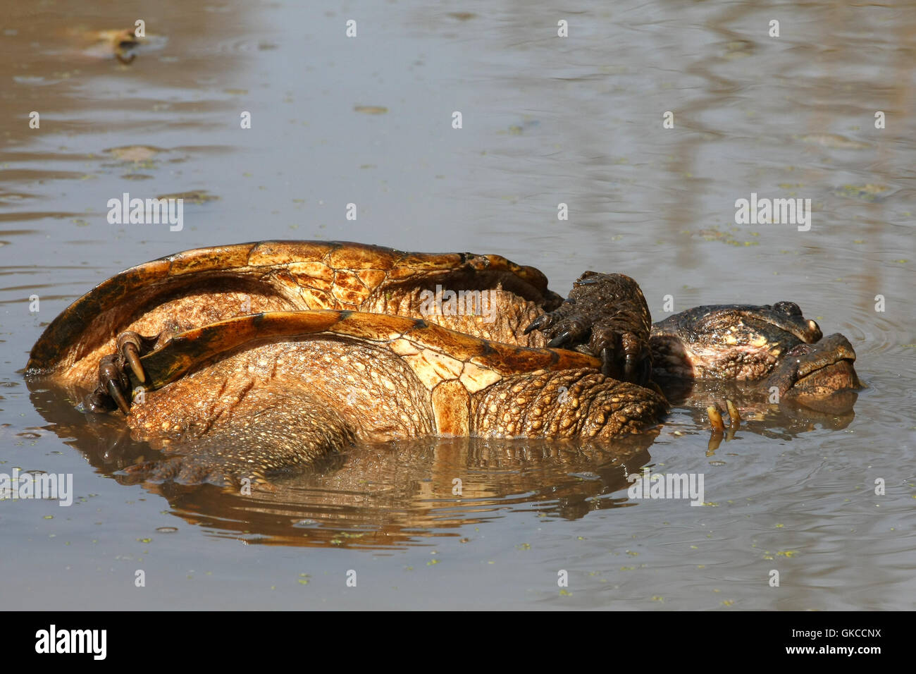 Snapping turtle tongue hi-res stock photography and images - Alamy