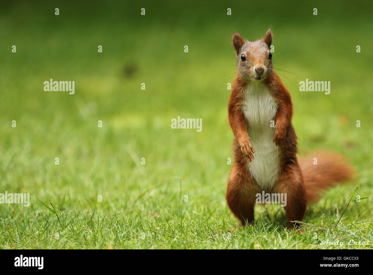 squirrel tells when searching for food hello and hello Stock Photo - Alamy