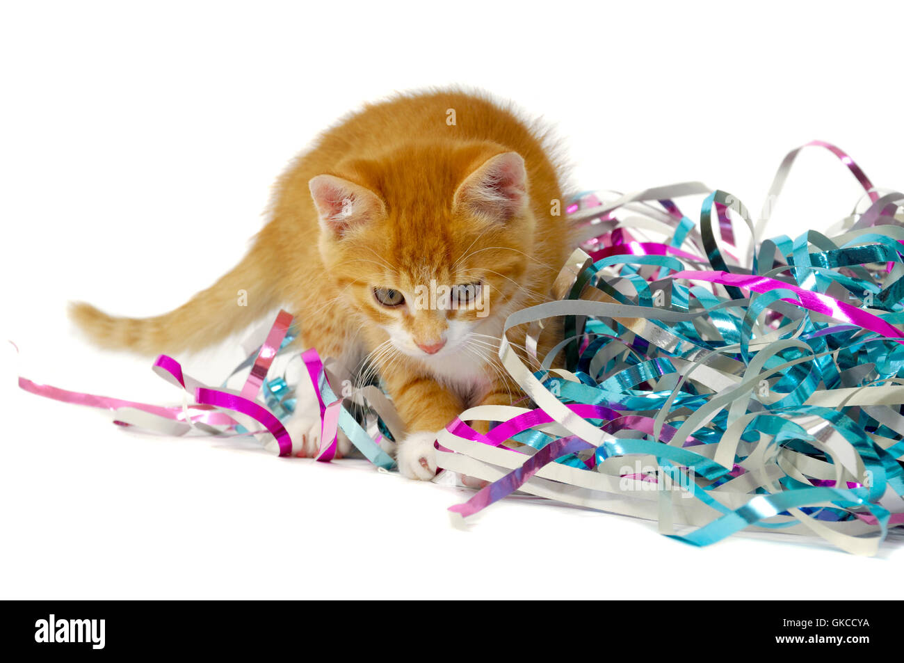 Cat confetti hi-res stock photography and images - Alamy