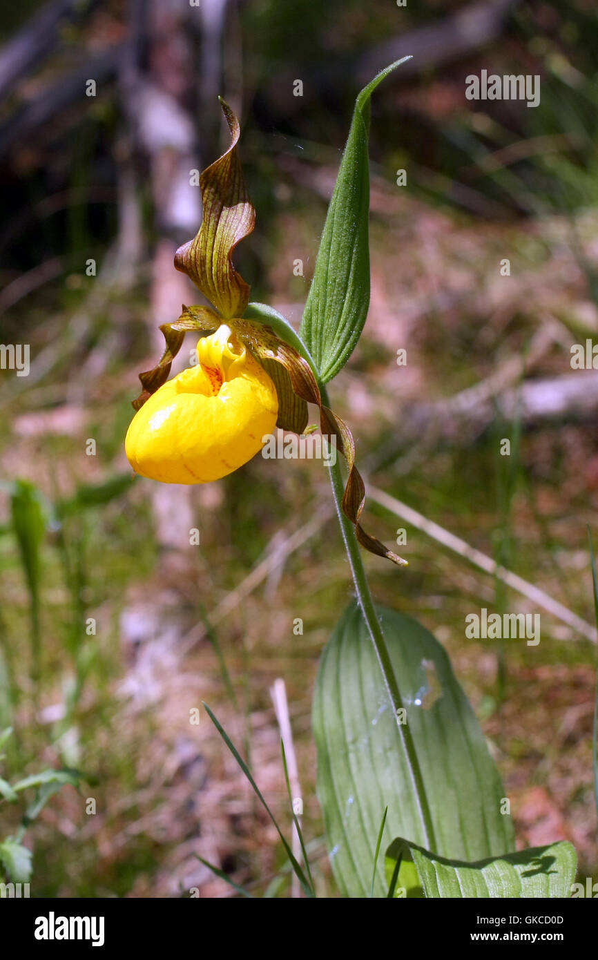 Yellow Lady Slipper Flower Stock Photo - Alamy